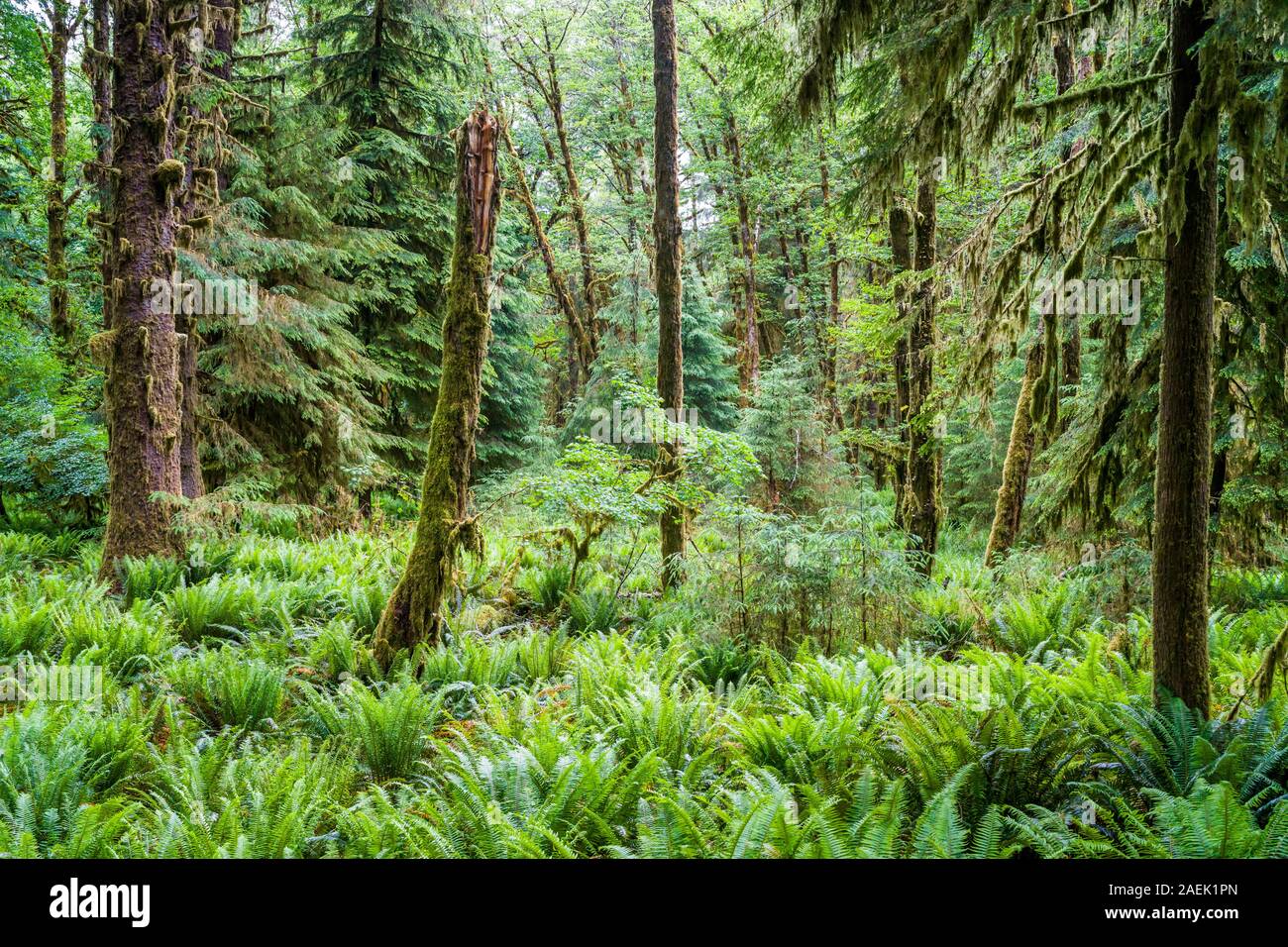 A rainforest meadow in the Queets valley of Olympic National Park Stock ...