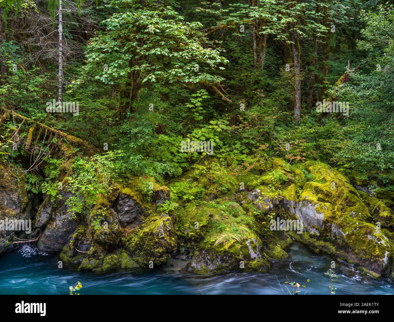 The Dosewallips river flows through the ancient forests of Olympic ...