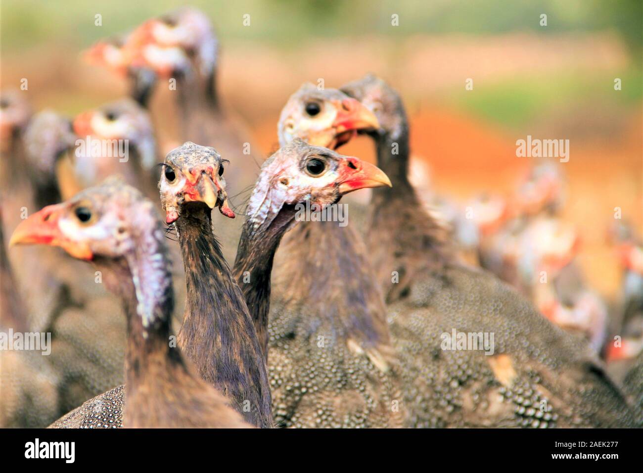 Guineafowl are birds of the family Numididae in the order Galliformes ...
