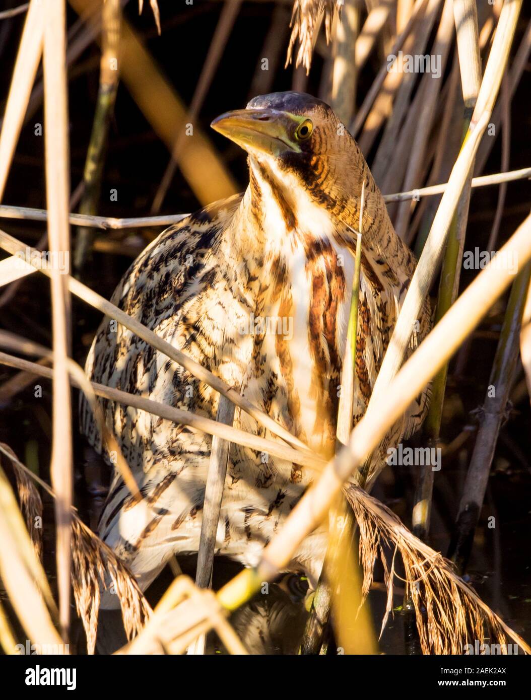 Bittern in reed bed hi-res stock photography and images - Alamy