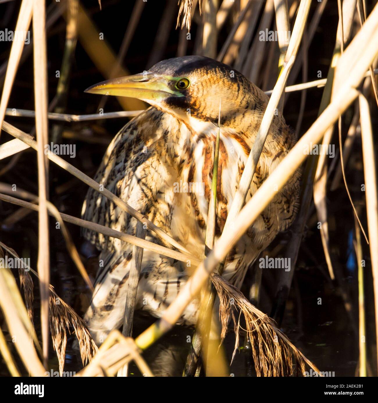 Secretive Bittern in the reed bed Stock Photo - Alamy