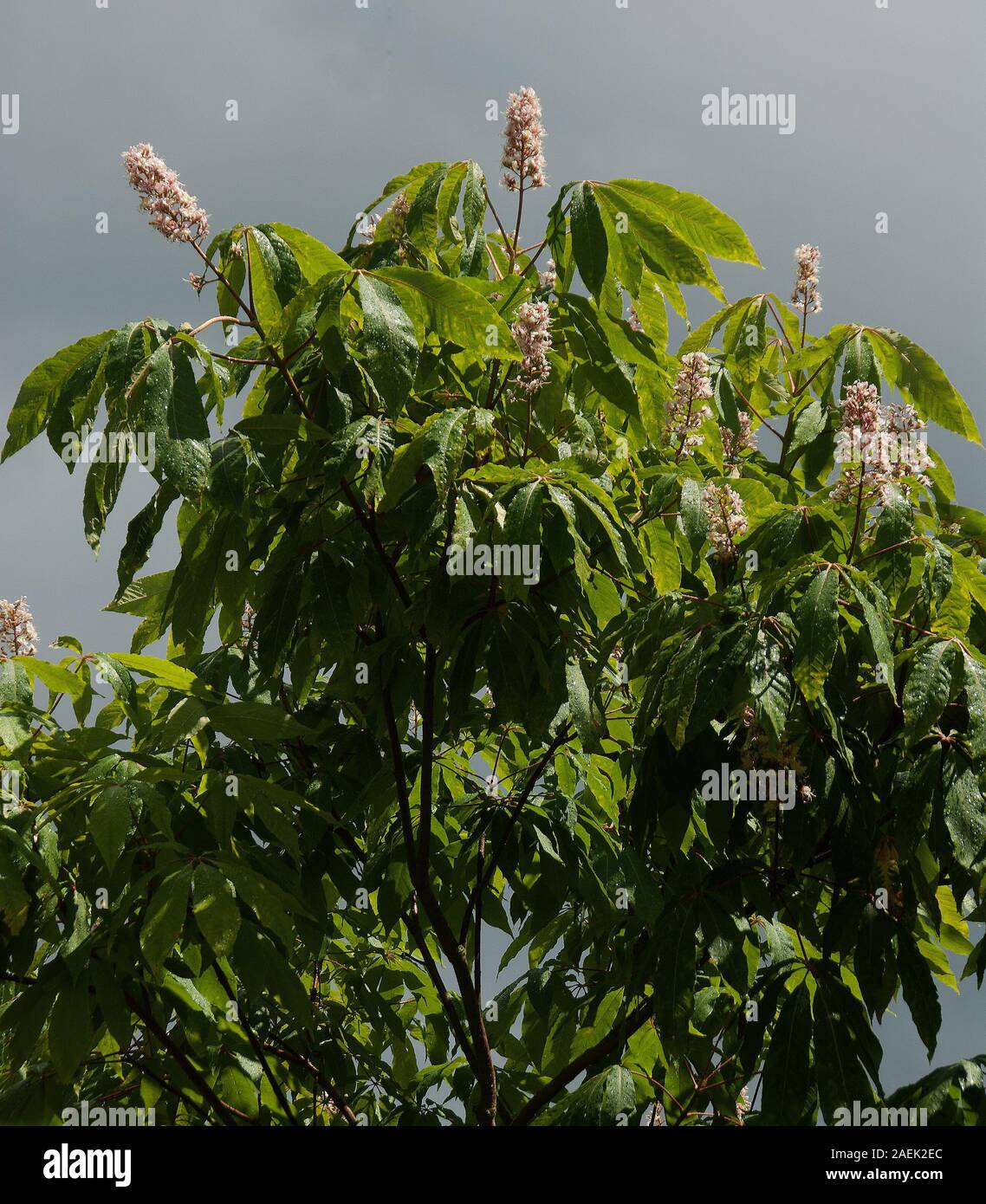 Indian horse chestnut aesculus indica hi-res stock photography and ...