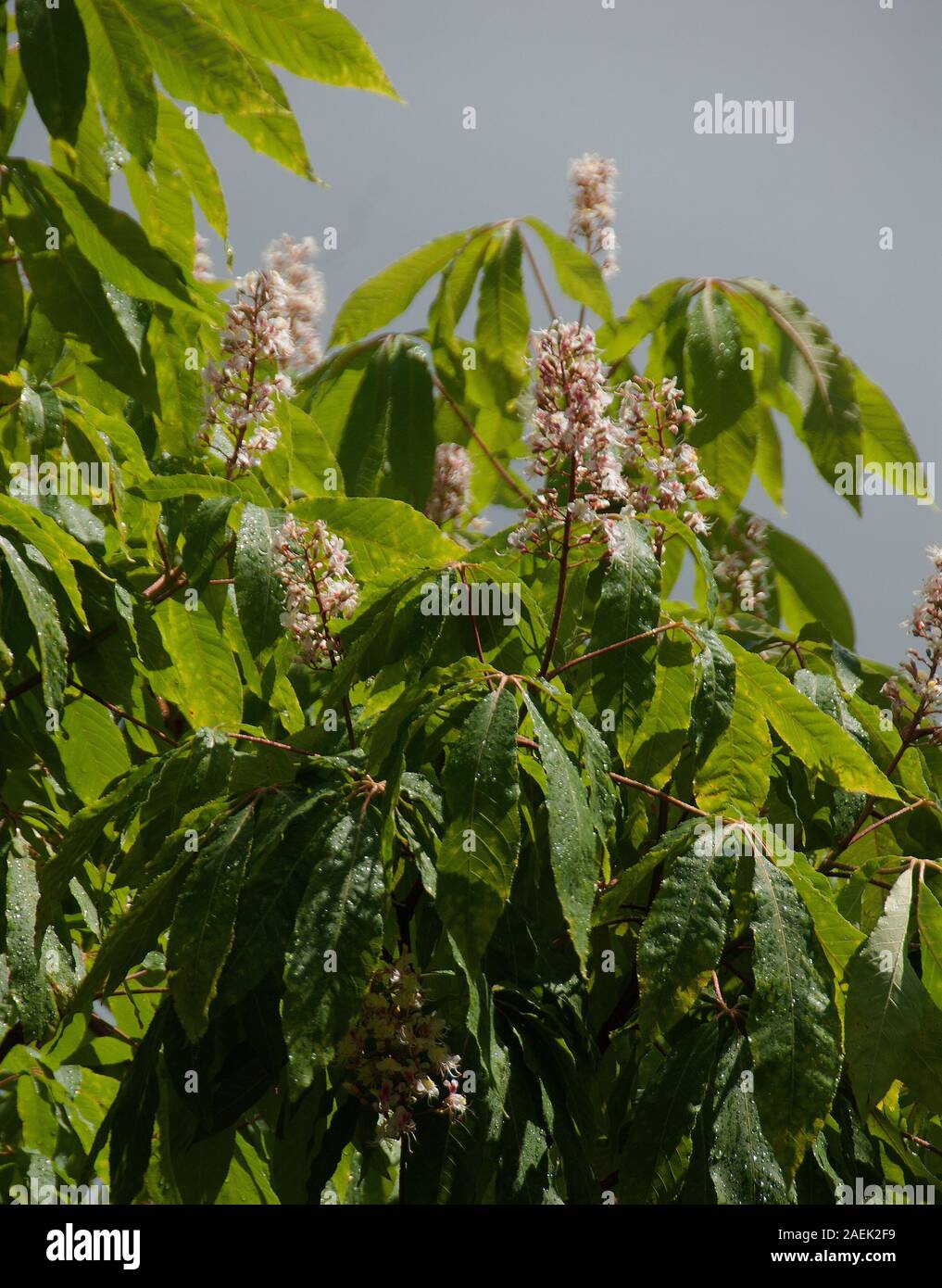 Indian horse chestnut aesculus indica hi-res stock photography and ...