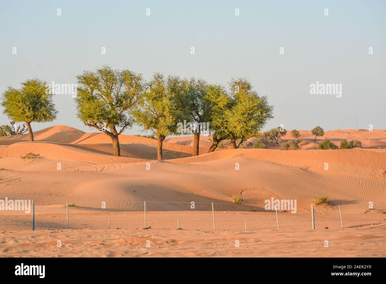 Arabian Desert Trees