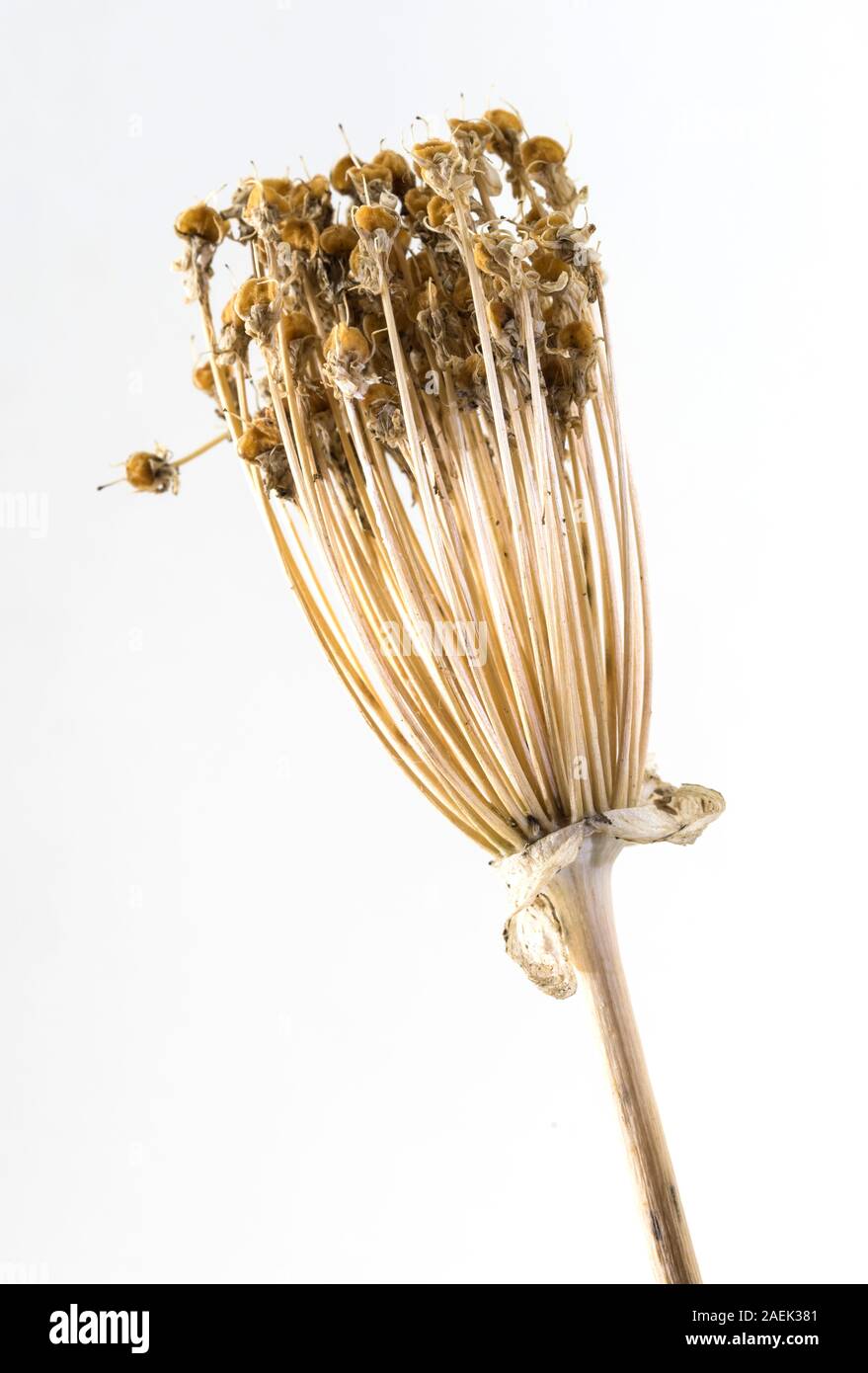 close up allium dried flower Stock Photo - Alamy