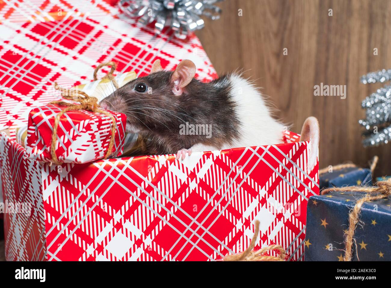 The symbol of 2020 is a rat, a New Year's decor elements. Year of the ...