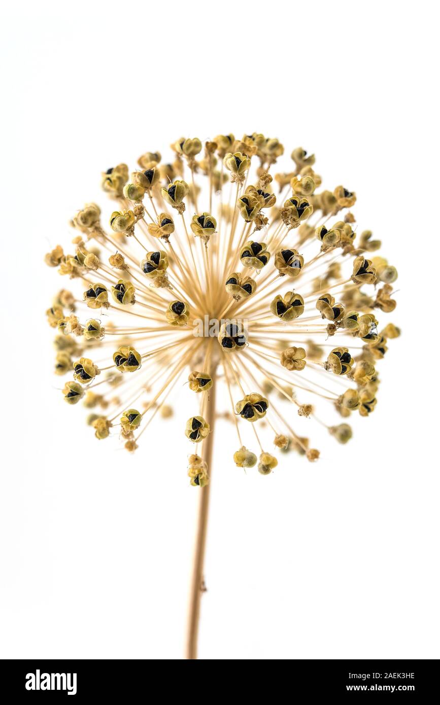 close up allium dried flower Stock Photo - Alamy