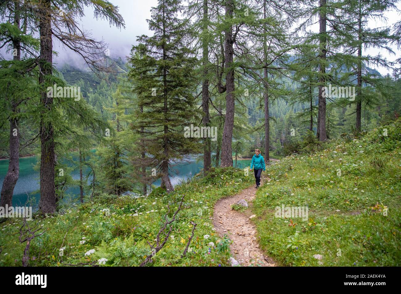 hikers in the austrian alps walk on mountain hiking trails in the woods ...