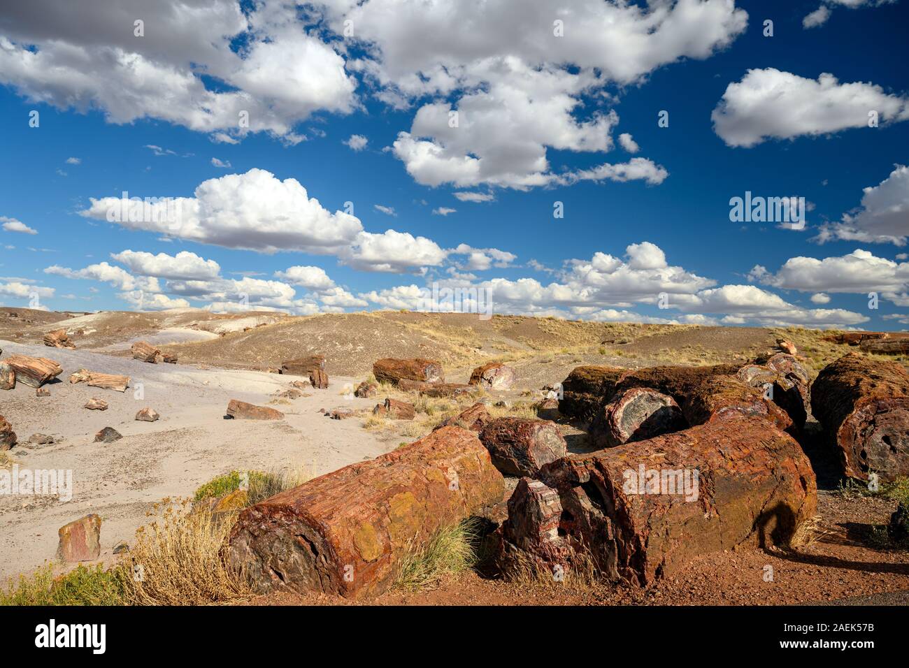 Petrified Forest National Park (fossils and large deposits of petrified ...