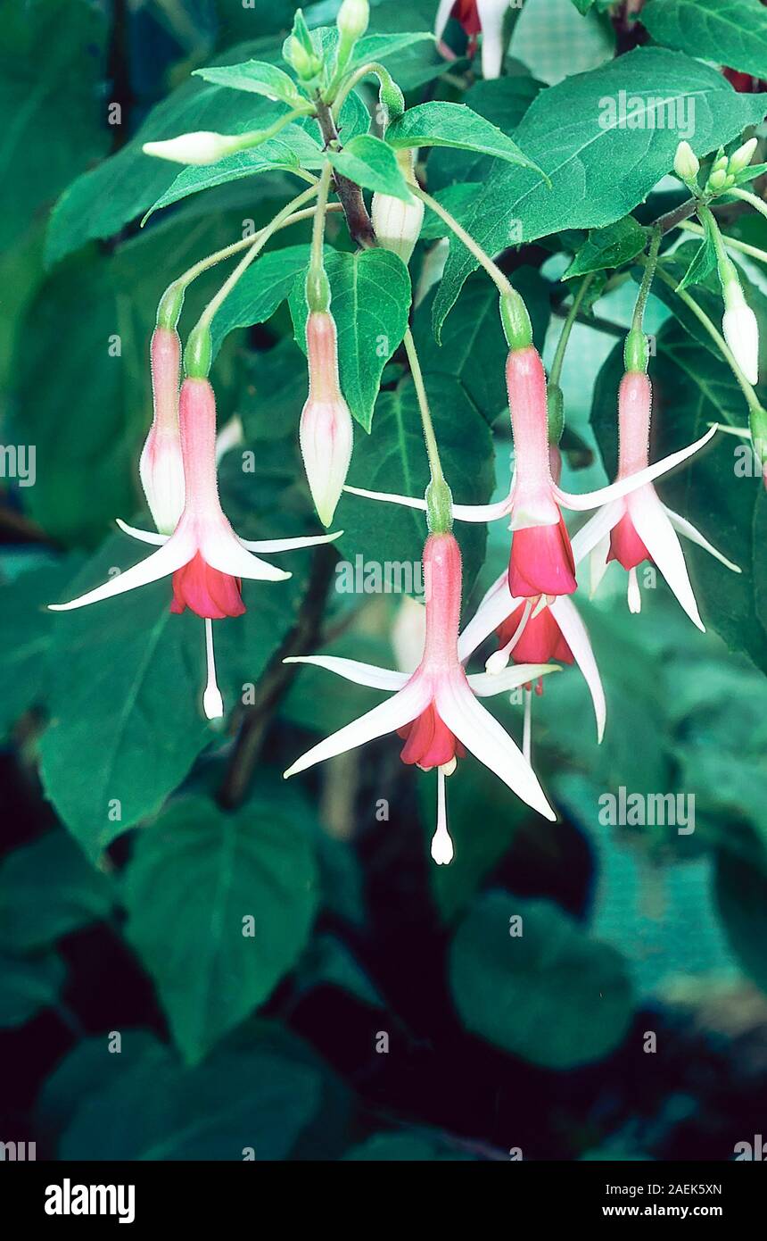 Mrs lovell swisher hi-res stock photography and images - Alamy