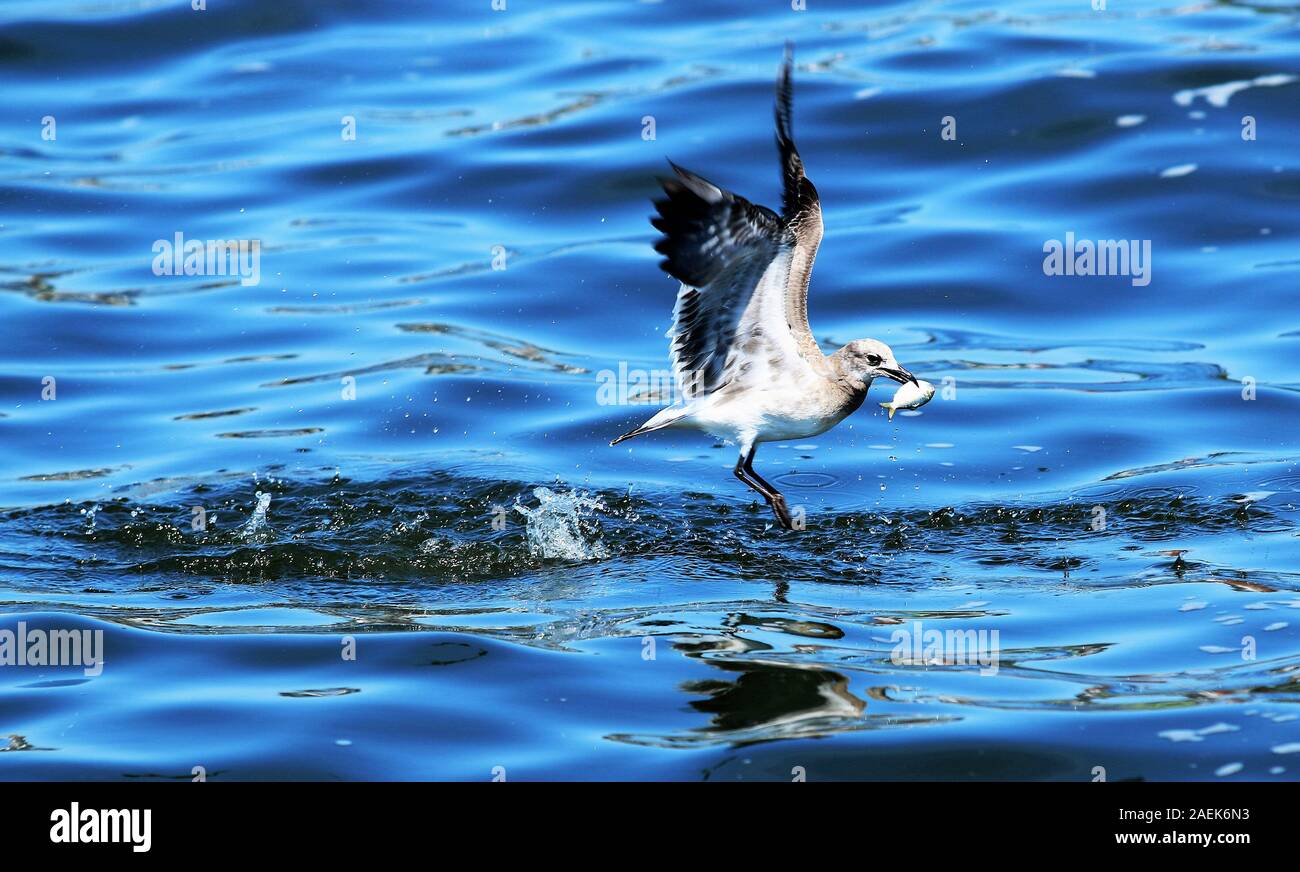A seagull catches a bunker fish in its mouth and starts to fly away ...