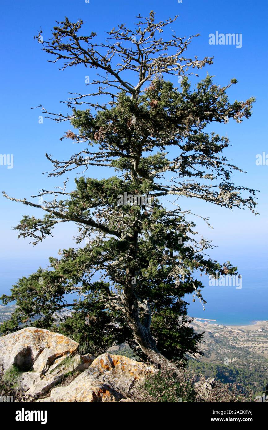 Cyprus cedar cedrus brevifolia hi-res stock photography and images - Alamy
