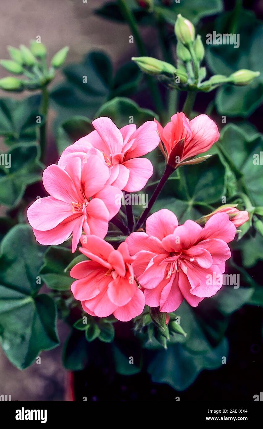Ivy leaved pelargonium Geraldine with semi double salmon pink flowers ...
