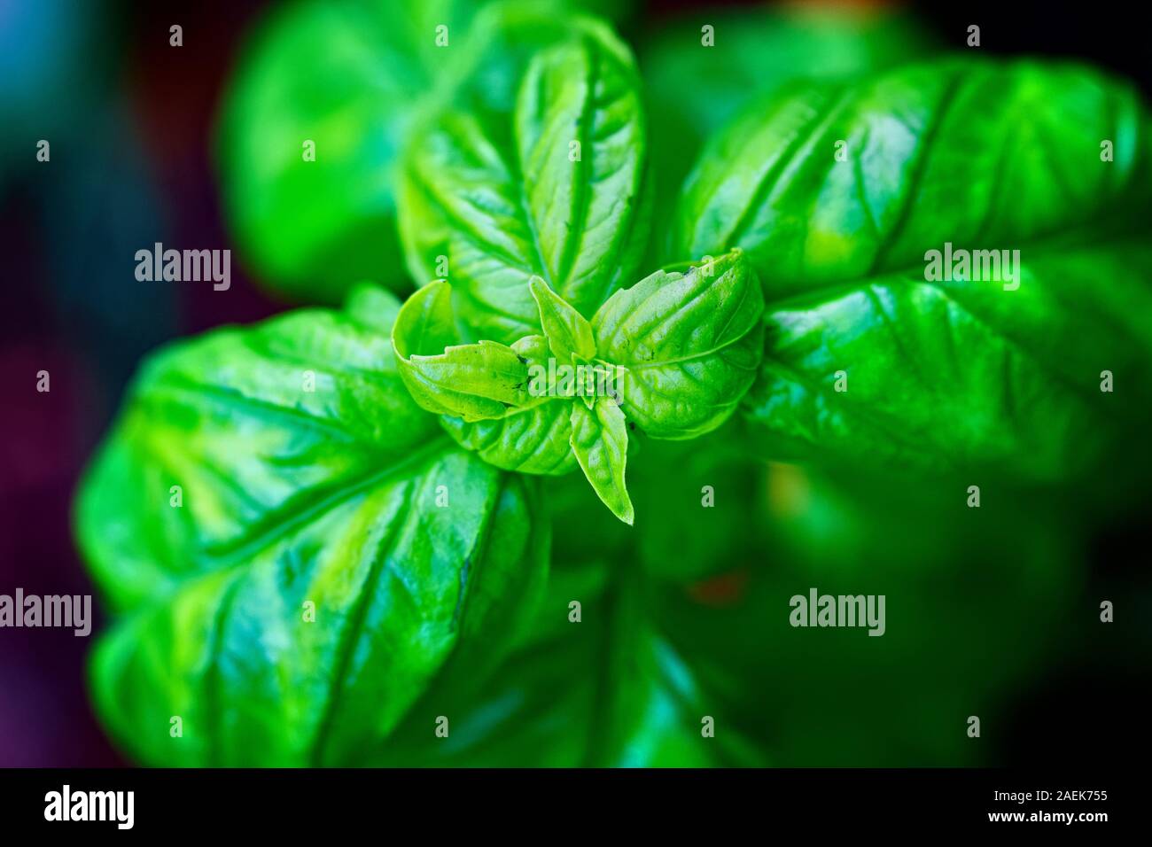 Basil garden hi-res stock photography and images - Alamy