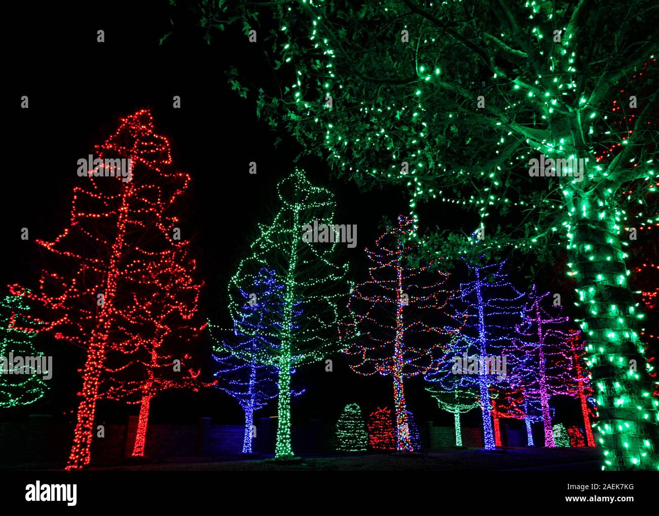 A group of trees with colorful holiday lights at night Stock Photo - Alamy