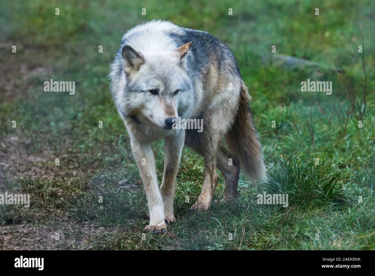 Grey captive Northwestern Wolf (Canis Lupus Occidentalis) also known as ...