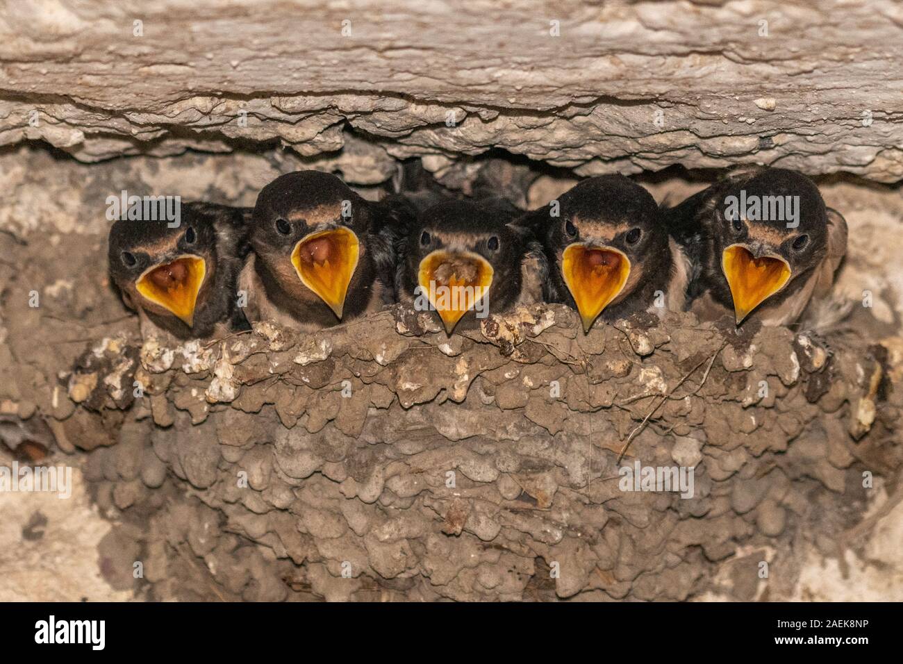 Barn swallows (Hirundo rustica) in the nest Stock Photo - Alamy