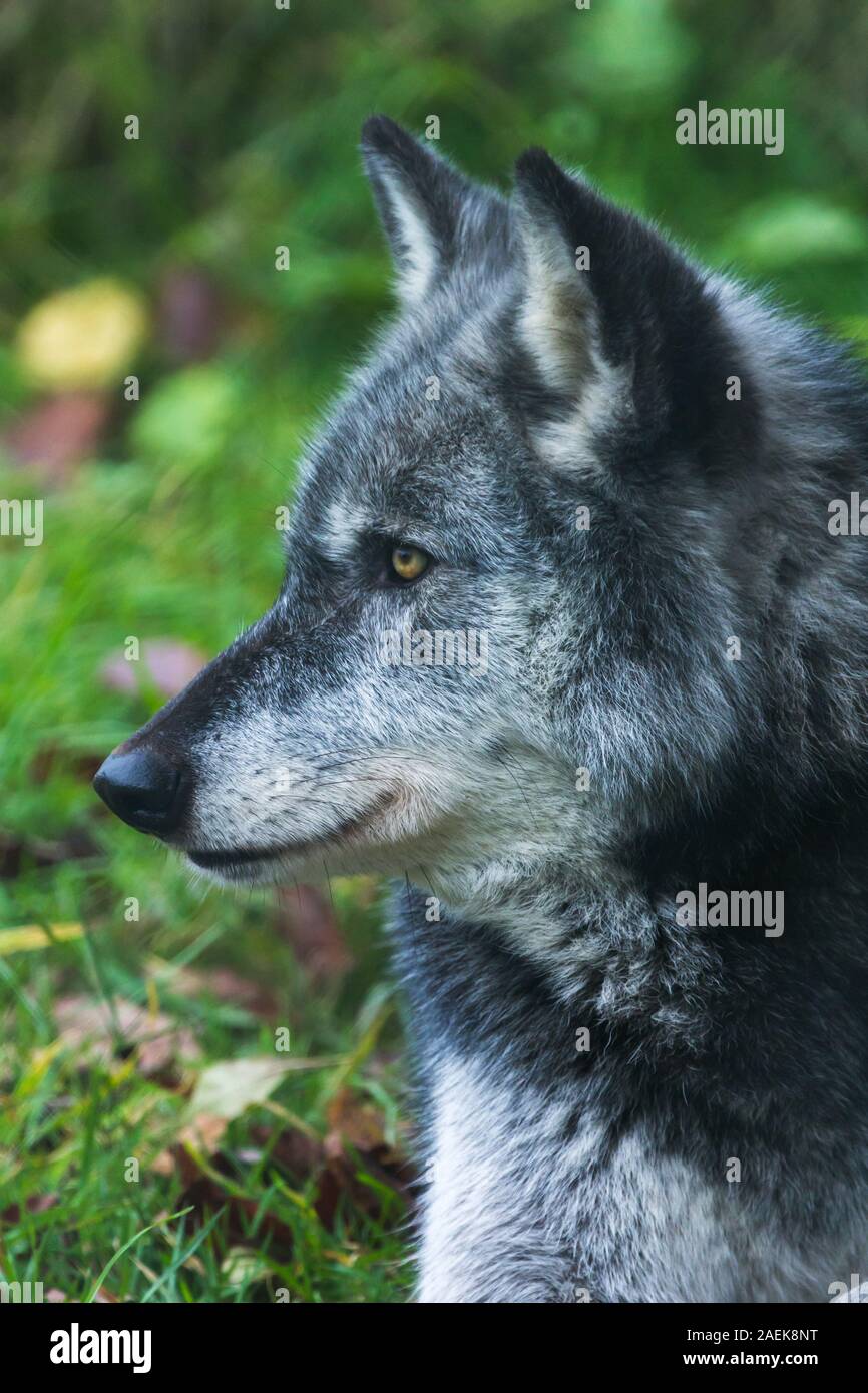 Grey captive Northwestern Wolf (Canis Lupus Occidentalis) also known as ...