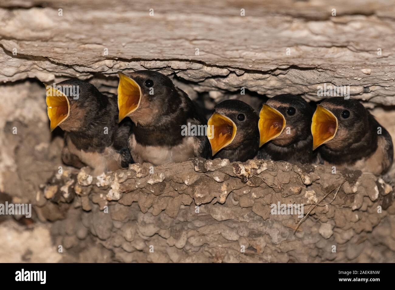 Baby swallows in nest hi-res stock photography and images - Alamy