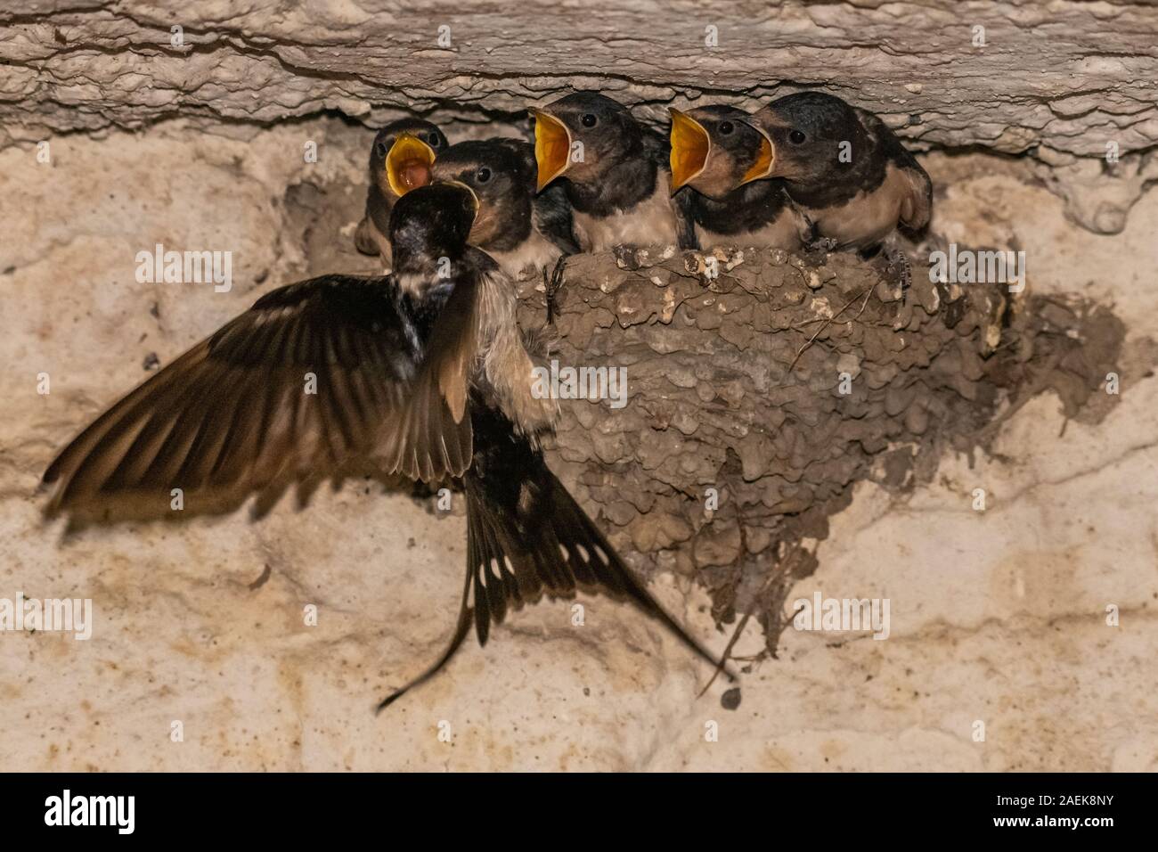 Very hungry young swallows in nest hi-res stock photography and images ...