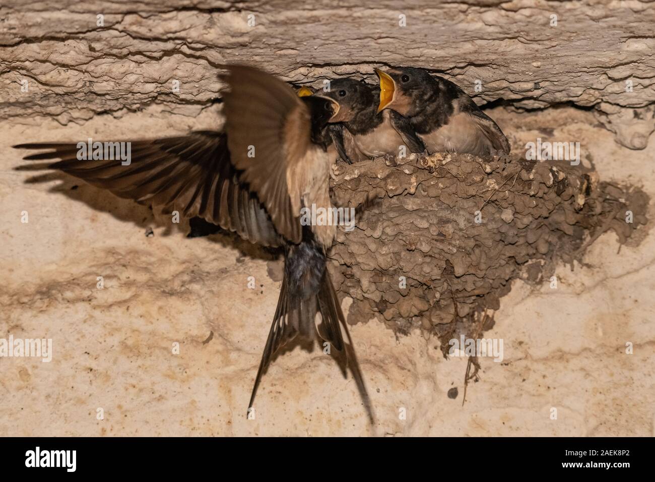 Barn swallows (Hirundo rustica) in the nest Stock Photo - Alamy