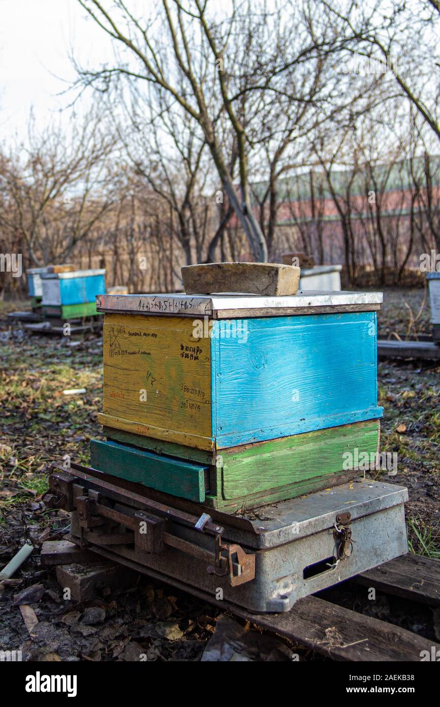 Standing on scales of a control hive with family of honeybees ...