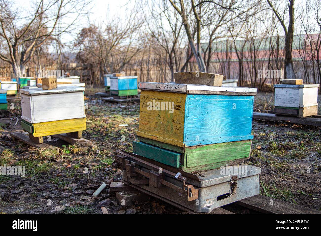 Standing on scales of a control hive with family of honeybees ...