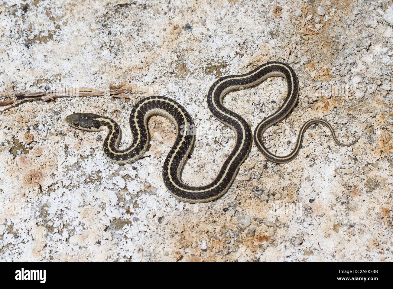 Wandering Garter Snake on salt flats at Mono Lake Stock Photo - Alamy