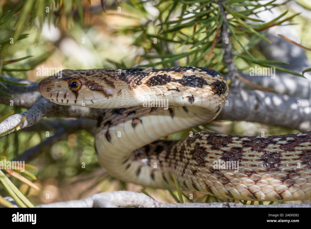 Great Basin Gopher Snake Stock Photo - Alamy