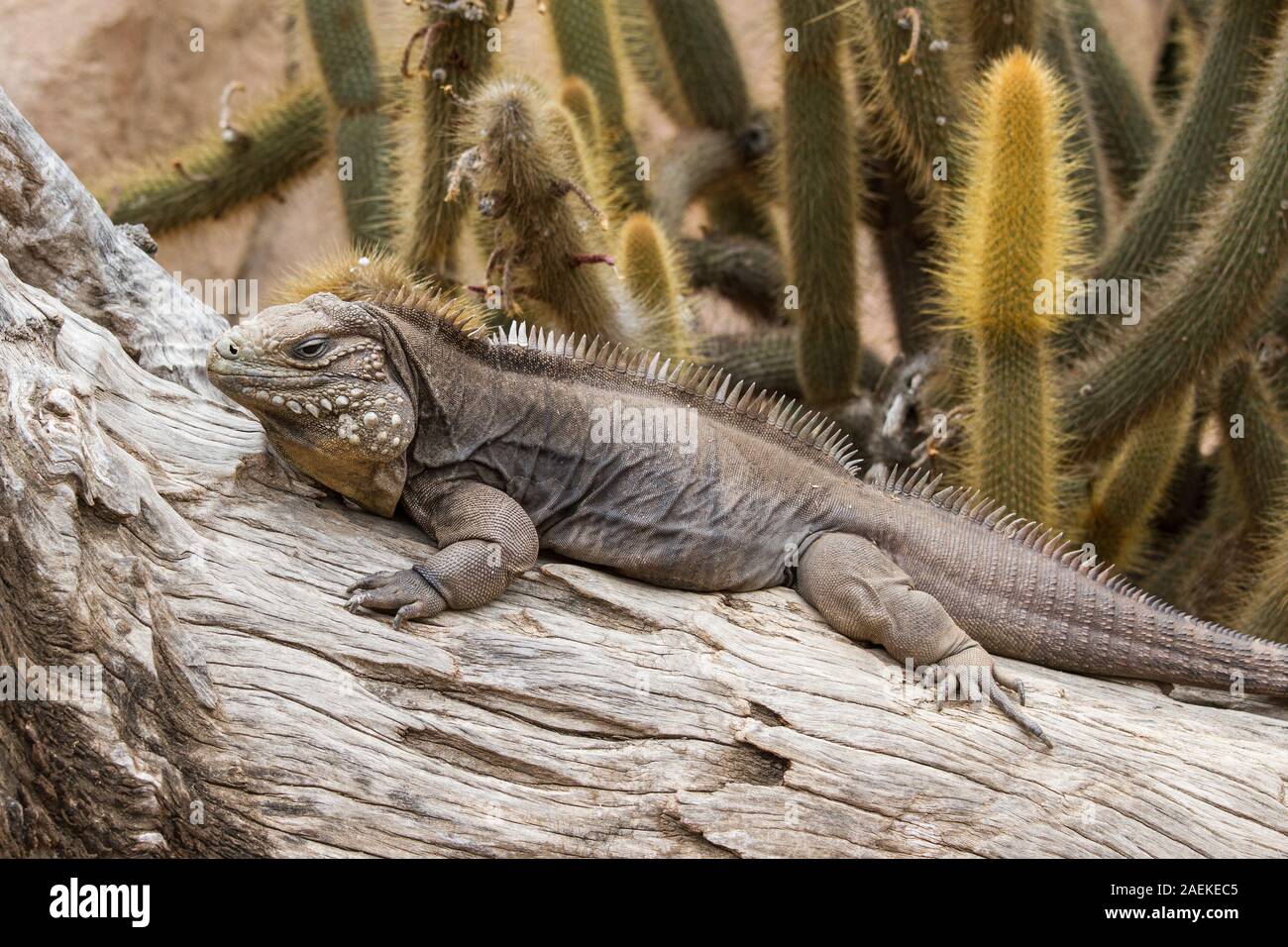 Cuban iguana cyclura nubila hi-res stock photography and images - Alamy
