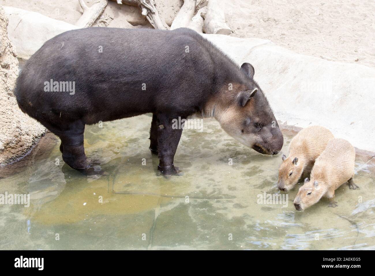 Captive Capybara with young Stock Photo - Alamy