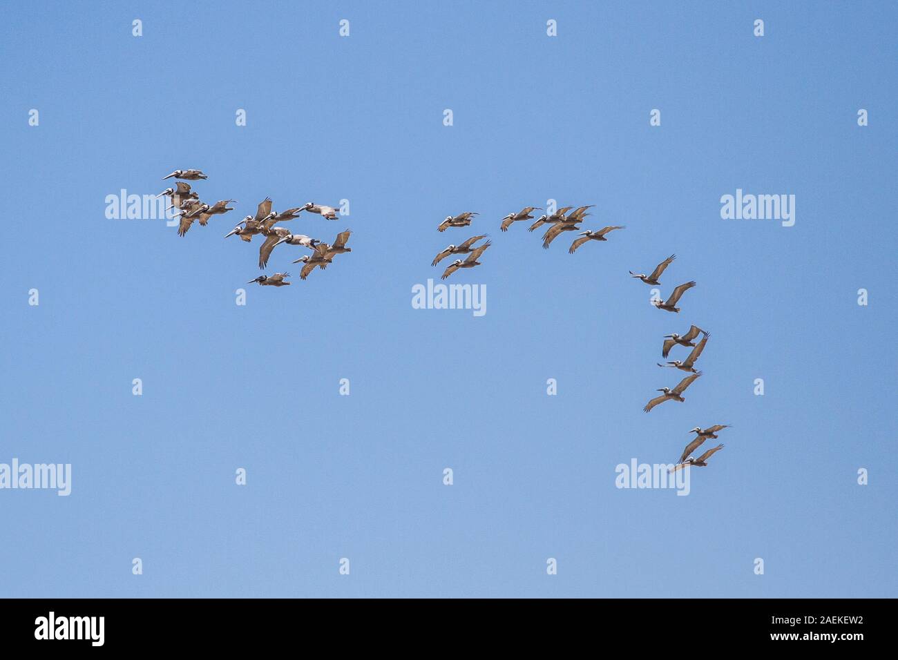 Brown pelicans flying in formation hi-res stock photography and images ...
