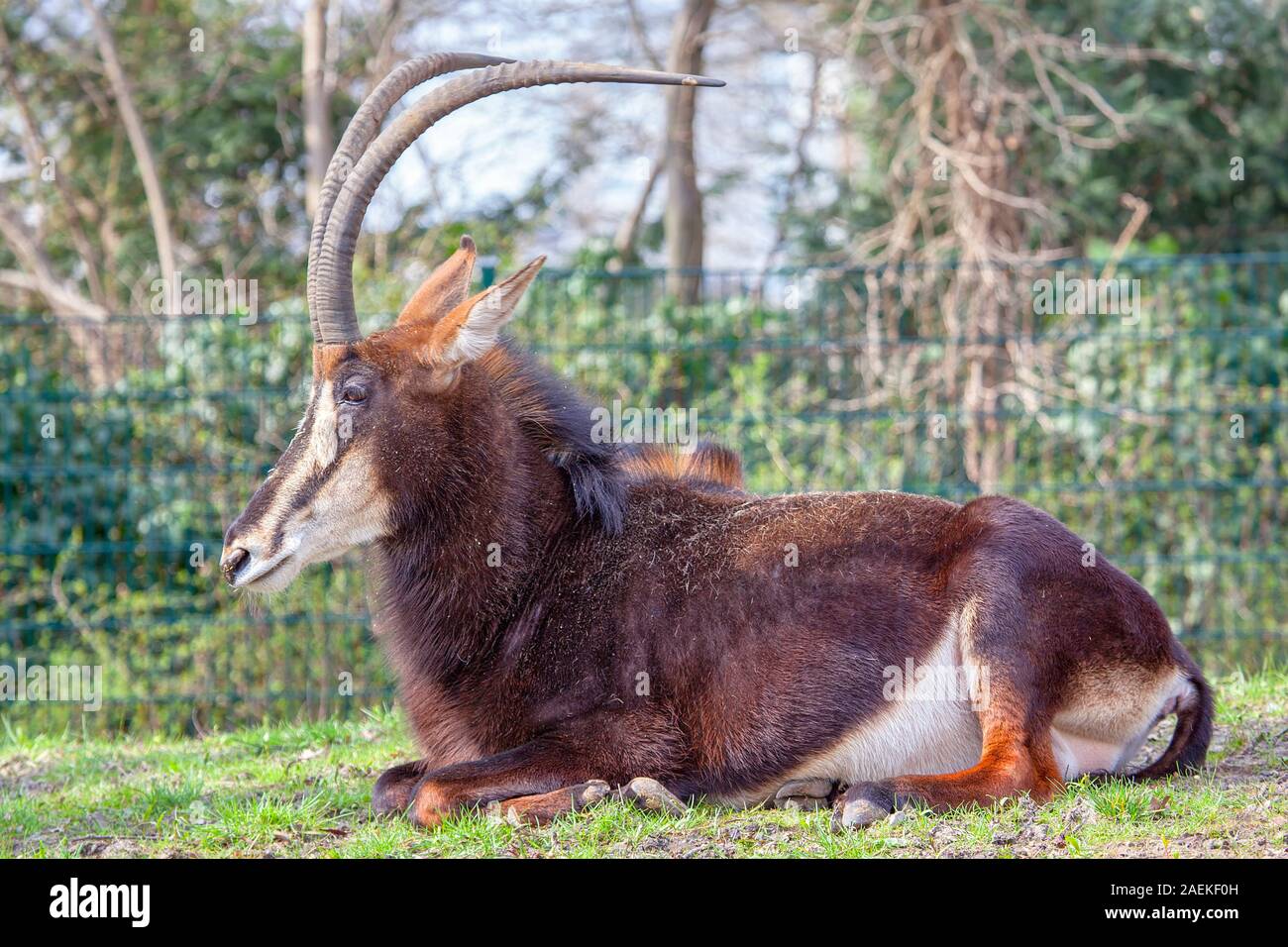 Sable antelope in zoo hi-res stock photography and images - Alamy