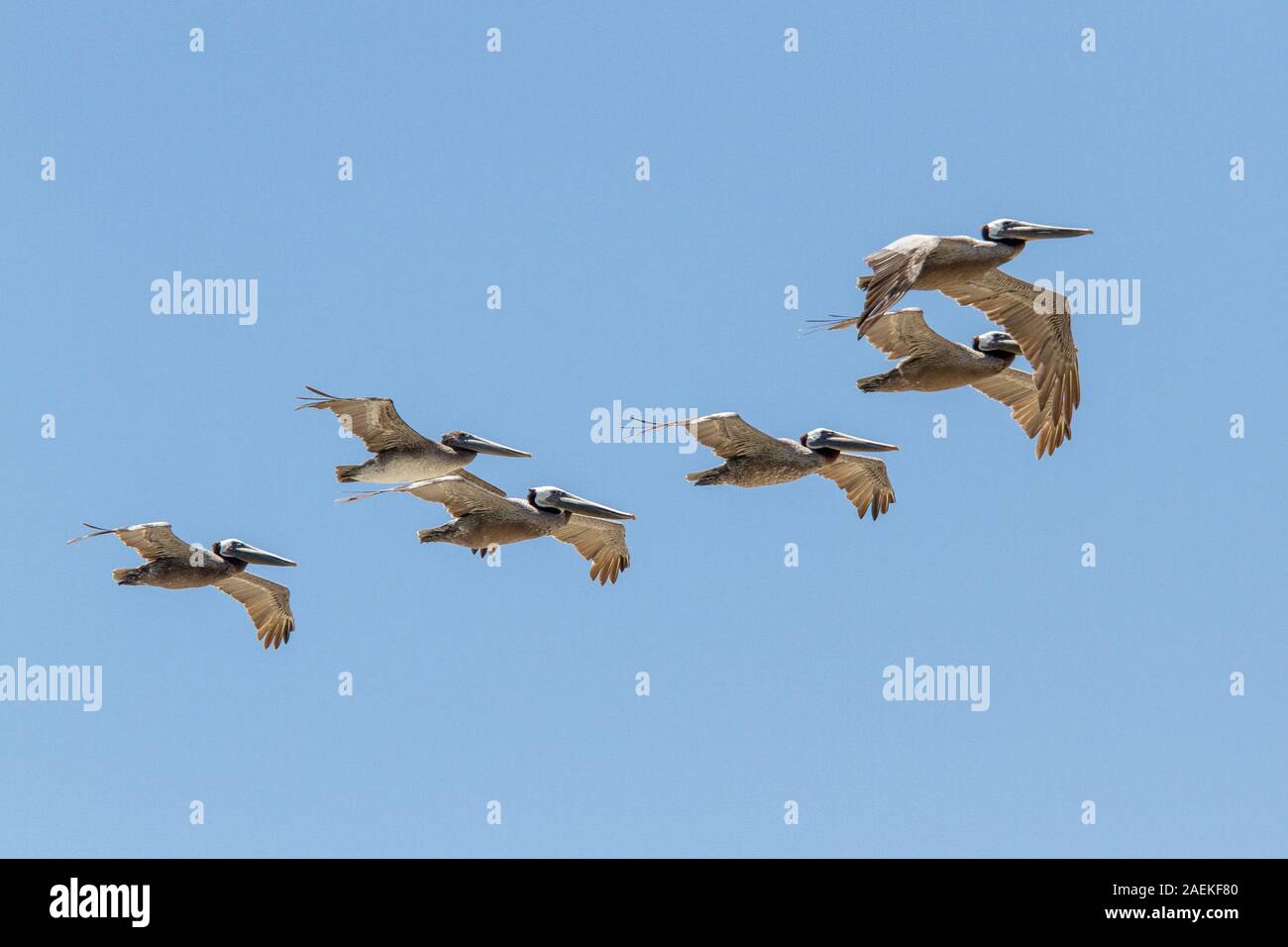 Brown Pelicans flying in formation Stock Photo - Alamy