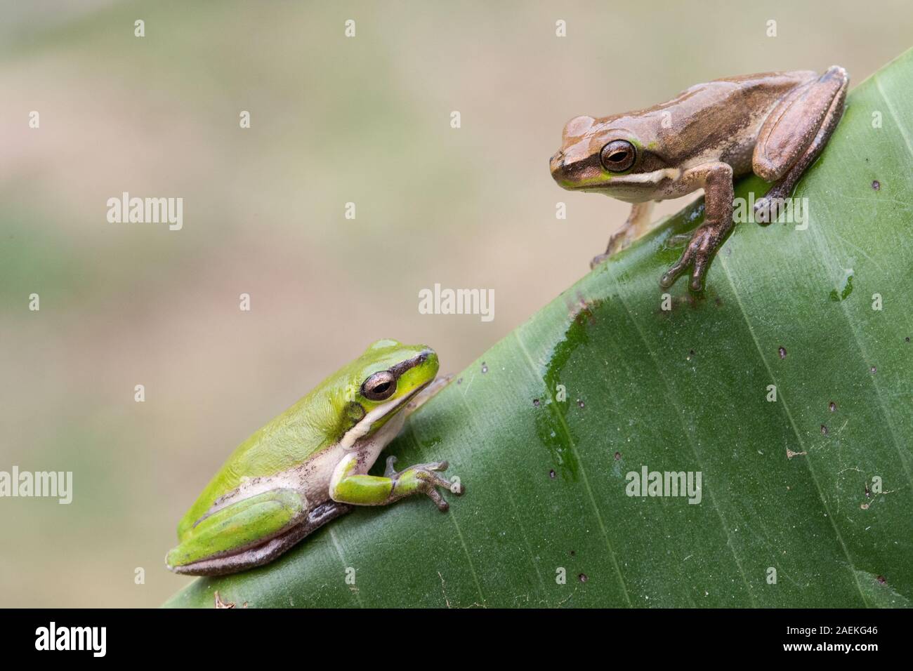 Dwarf Tree Frog show color variation between species Stock Photo - Alamy