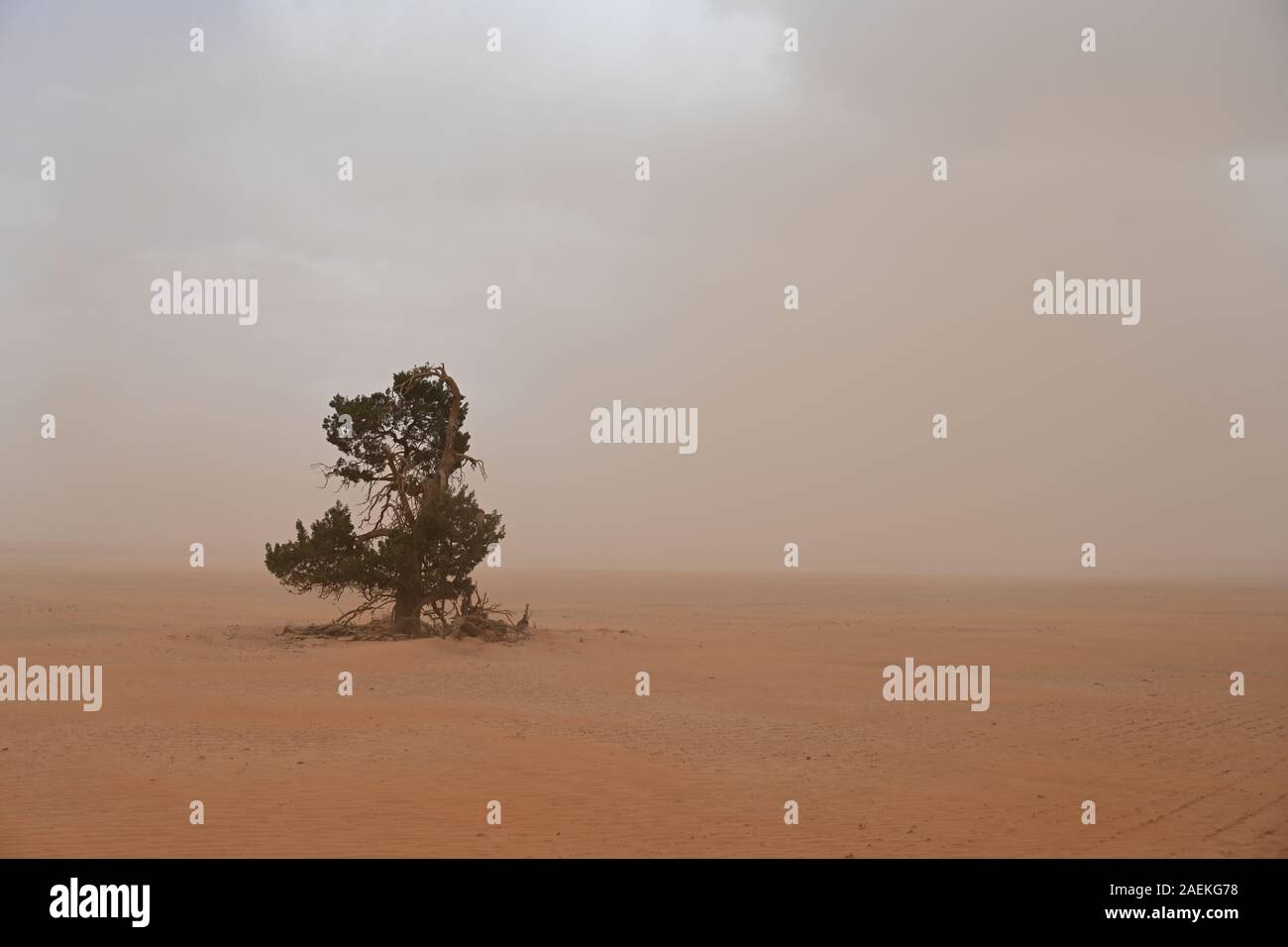 Single Cypress tree in open bare paddock, surrounded by wind blown ...
