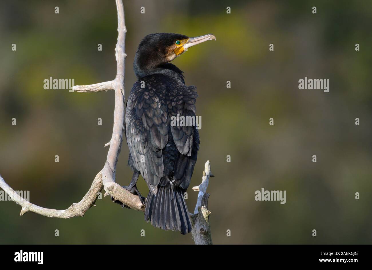 Great cormorant (Phalacrocorax carbo) sitting on a branch, Danube ...