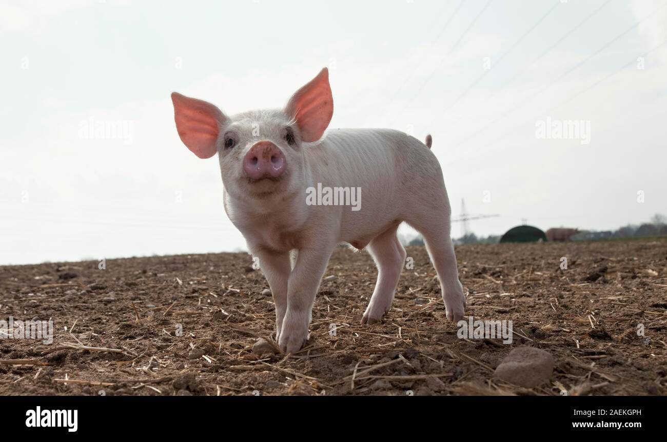 Rural piglet hi-res stock photography and images - Alamy