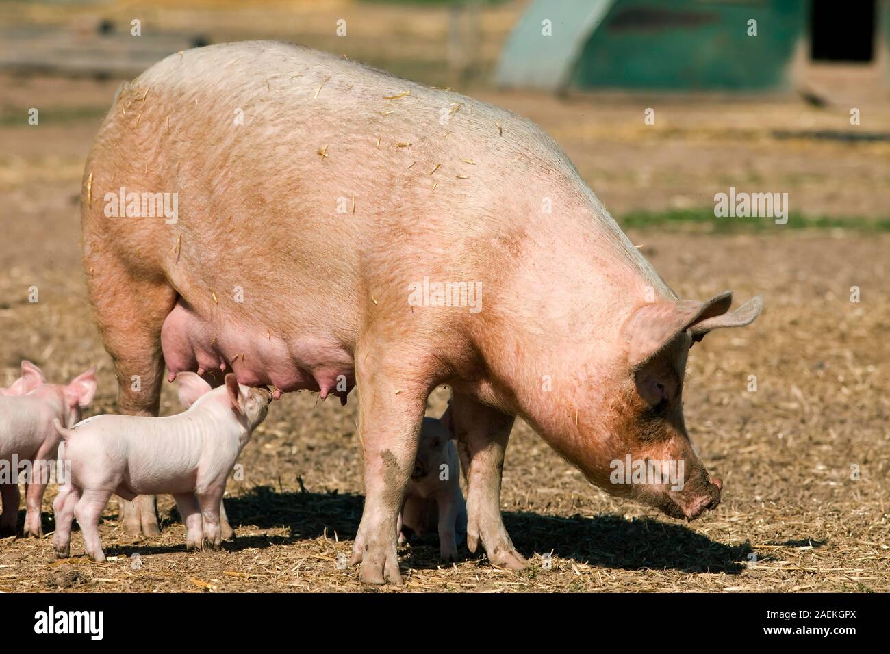 Pig piglet running hi-res stock photography and images - Alamy
