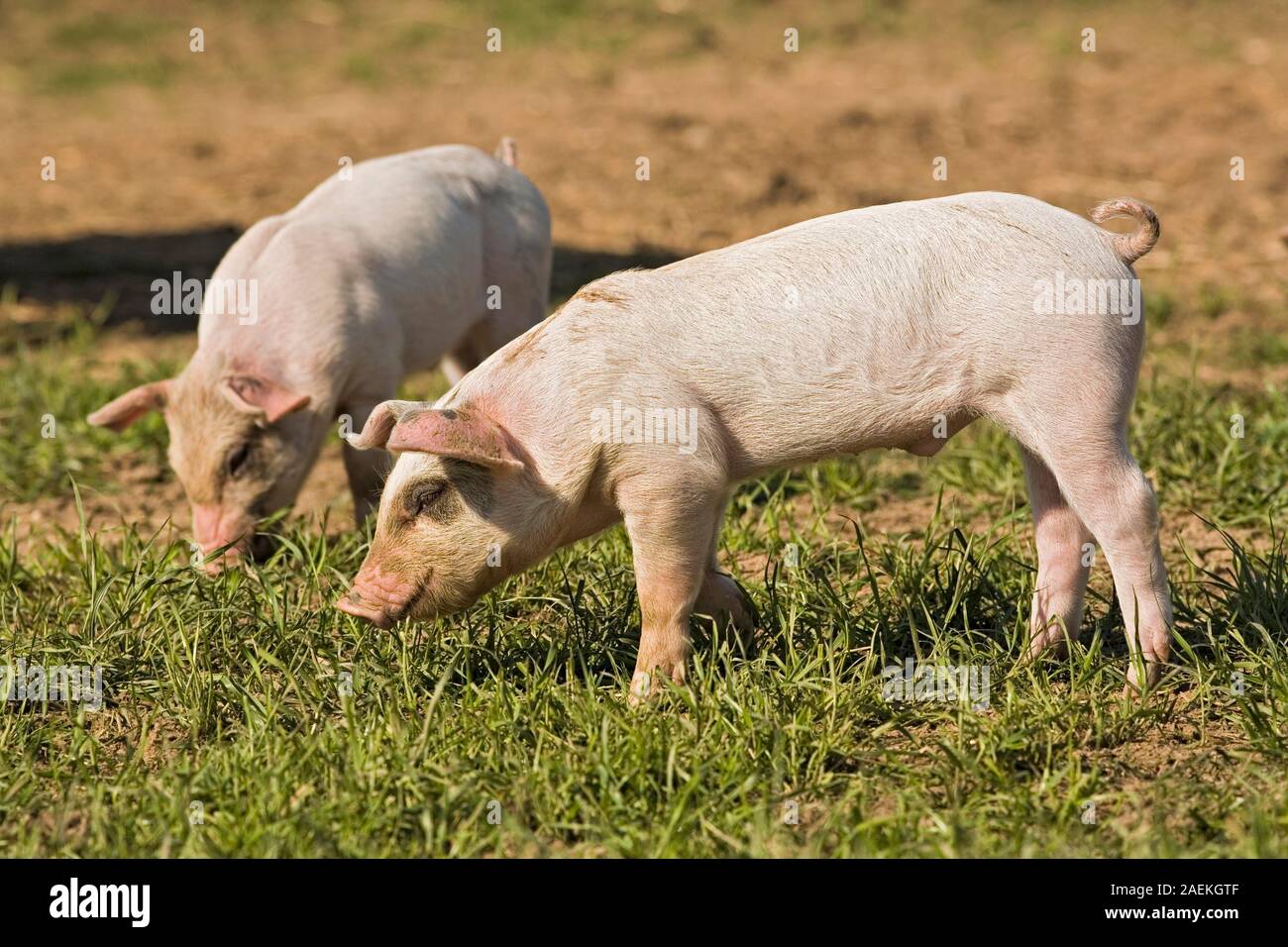 Piglets in the grass, free-range, Petershagen, Germany Stock Photo - Alamy