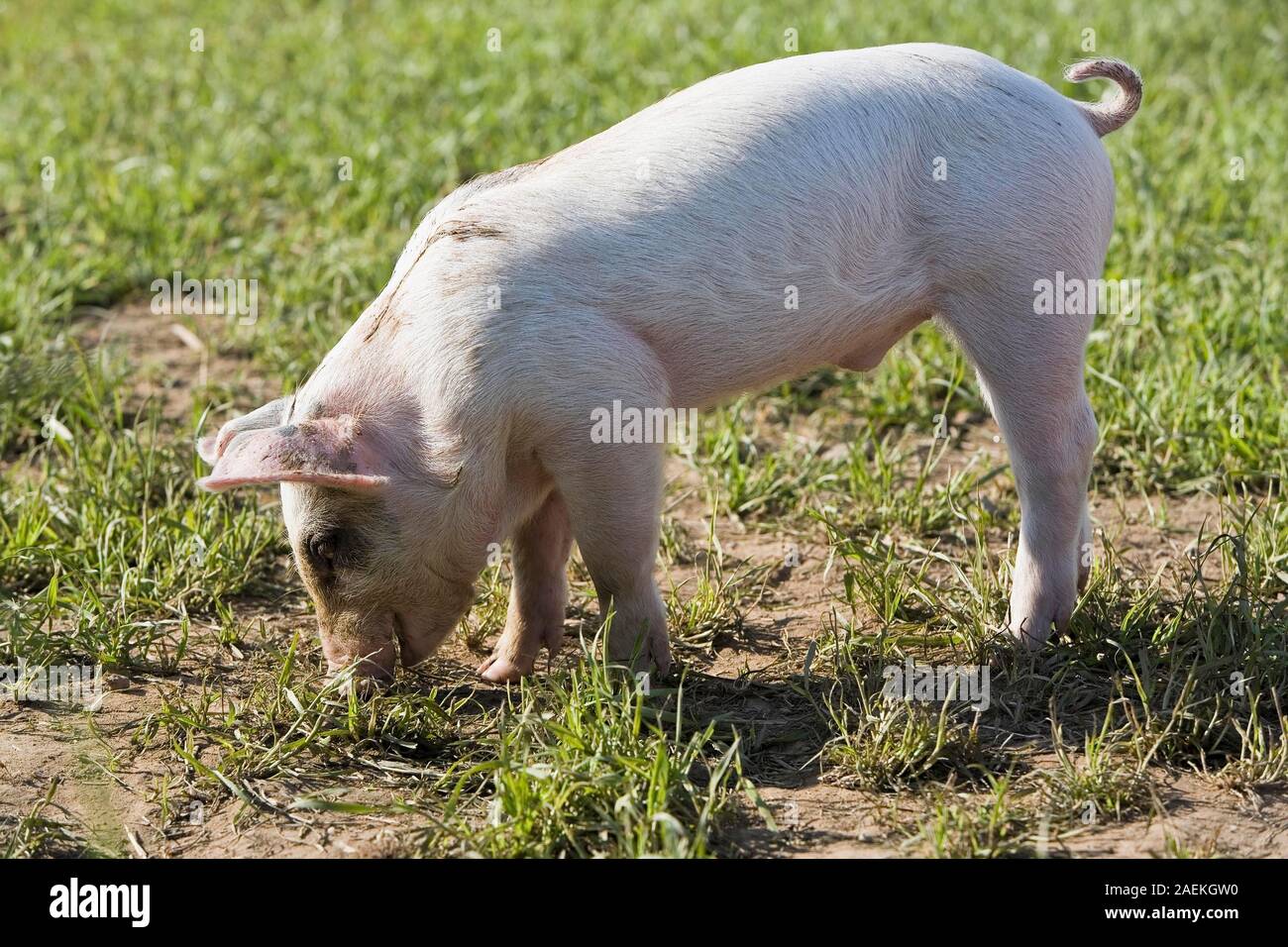 Piglet in the grass, free-range, Petershagen, Germany Stock Photo - Alamy