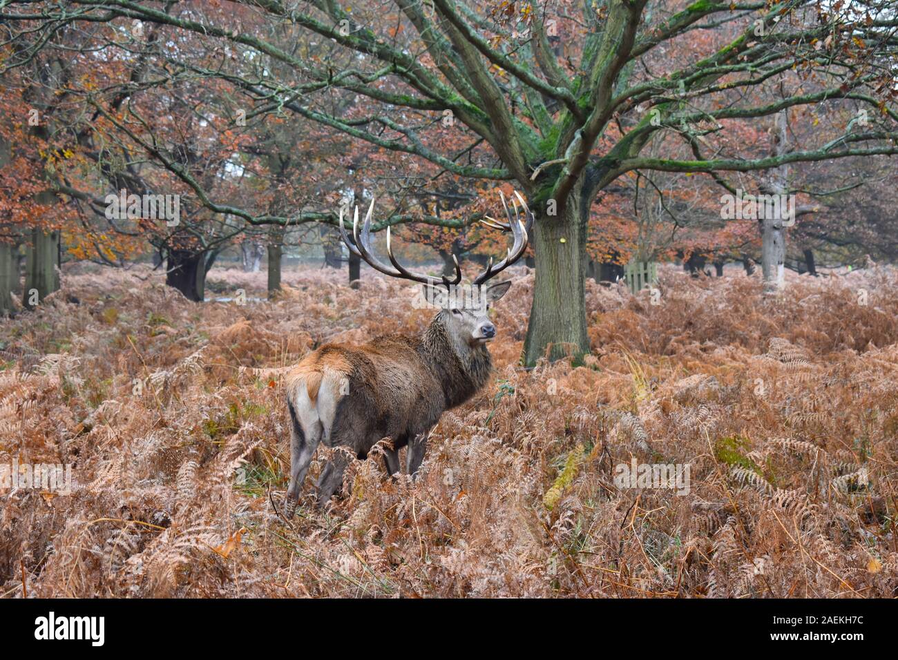 Red deer have large head with wide spaced brown eyes. The stags ...