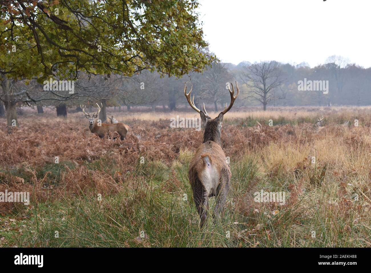 Deer Rump High Resolution Stock Photography and Images - Alamy