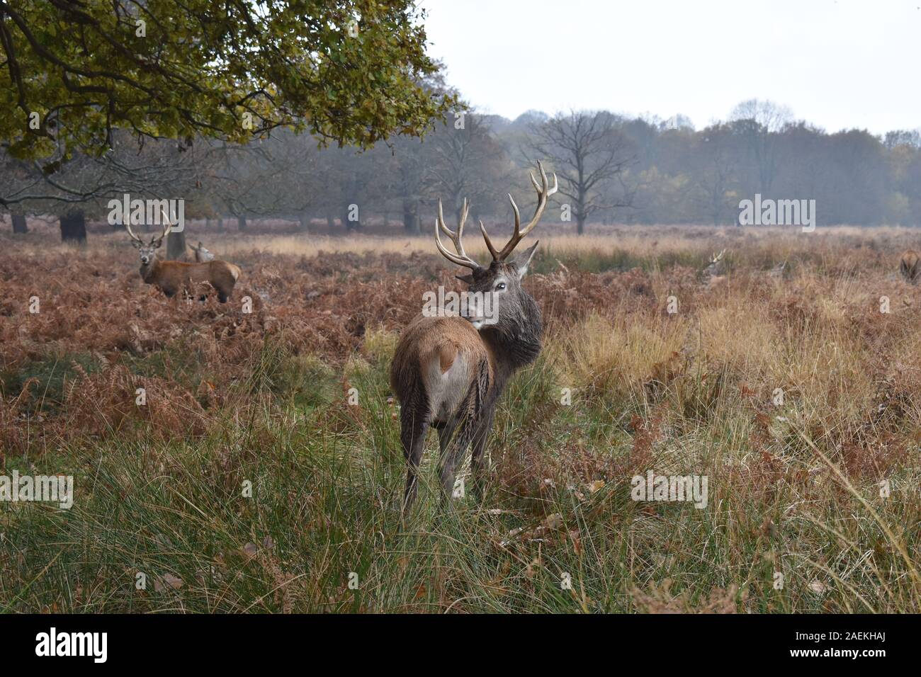 Stag antlers cast hi-res stock photography and images - Alamy