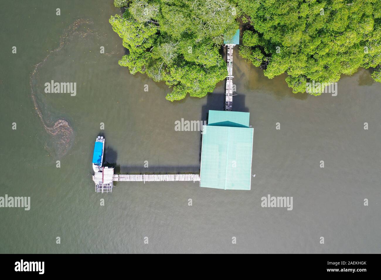 Top down aerial view sustainable and manageable mangrove forest for ...