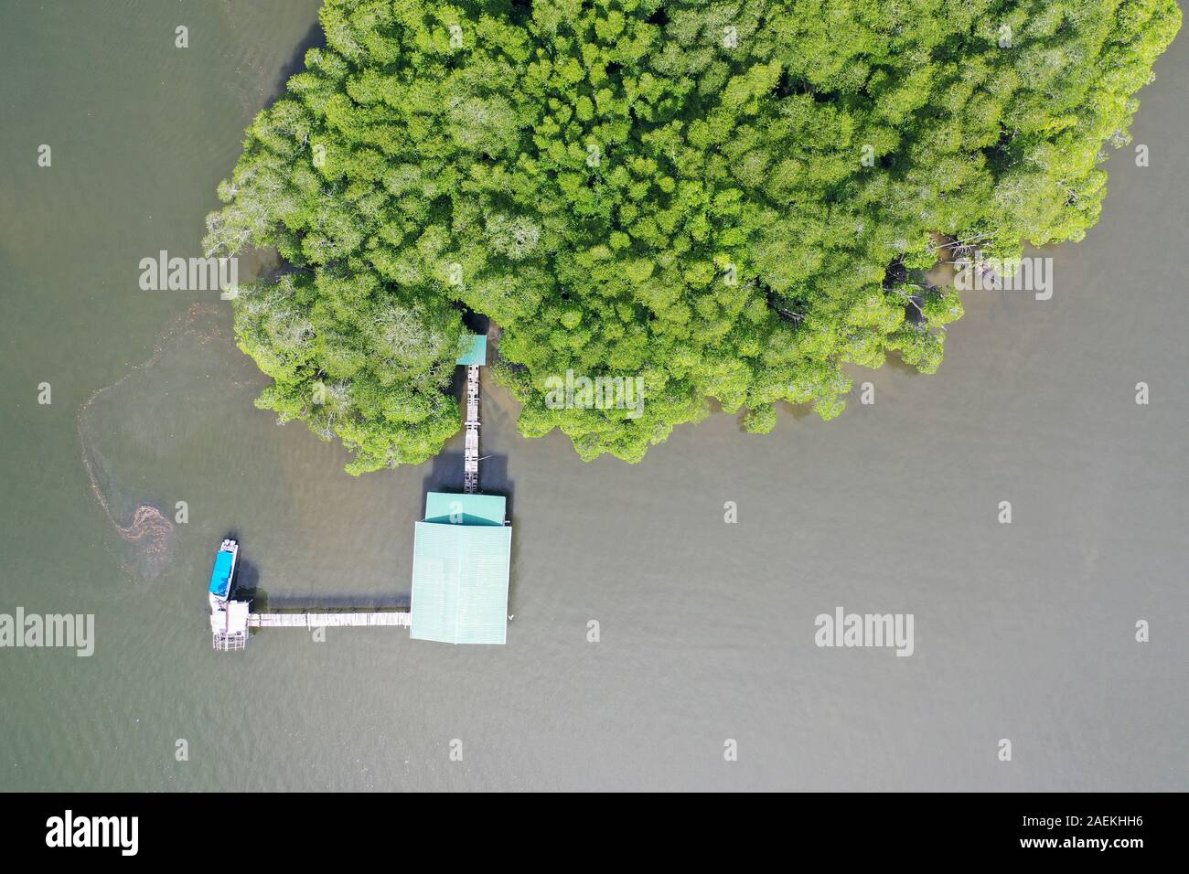 Top down aerial view sustainable and manageable mangrove forest for ...