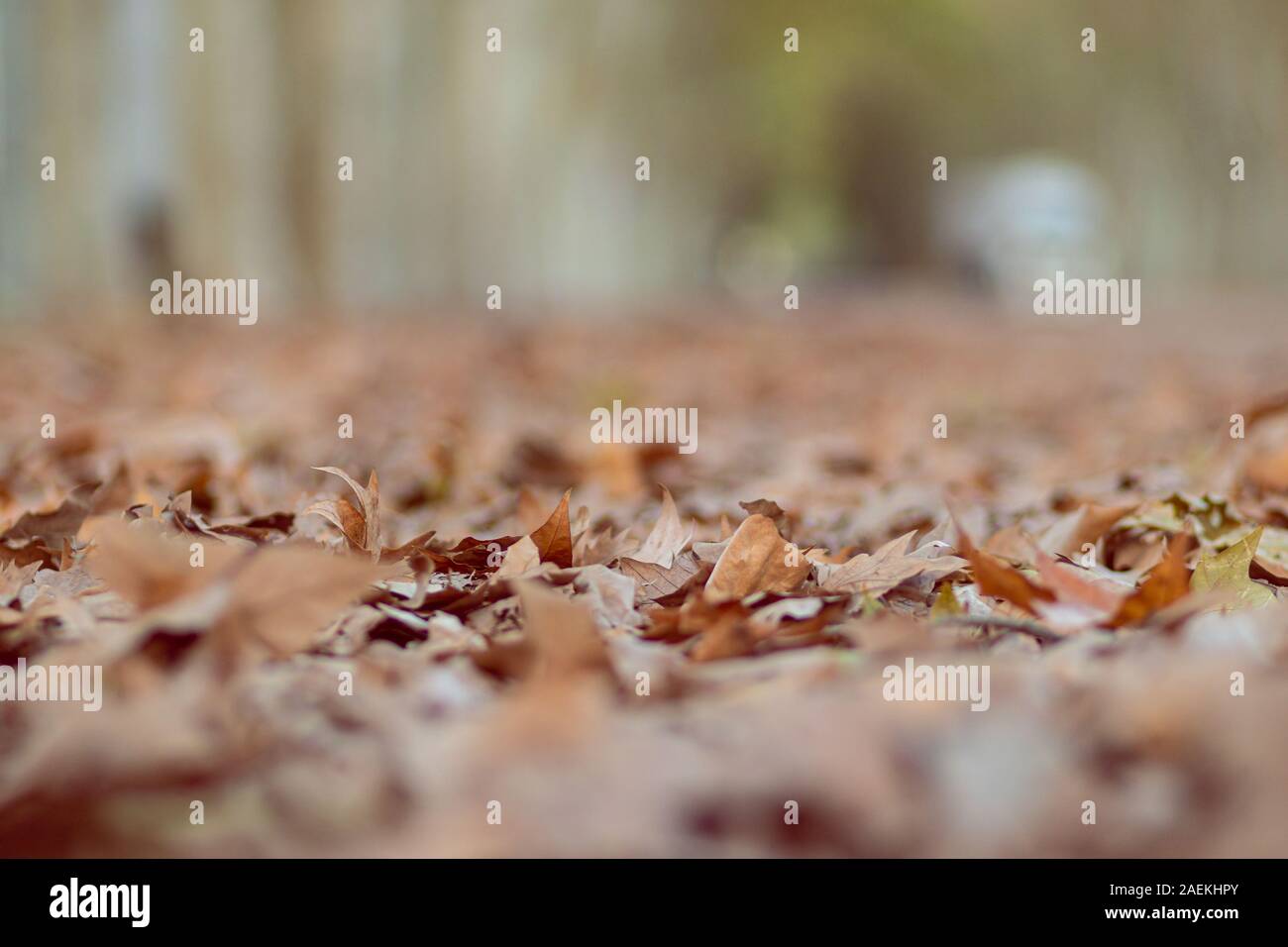 Brown autumn leaves on a leaf bed floor ground on a forest park ...