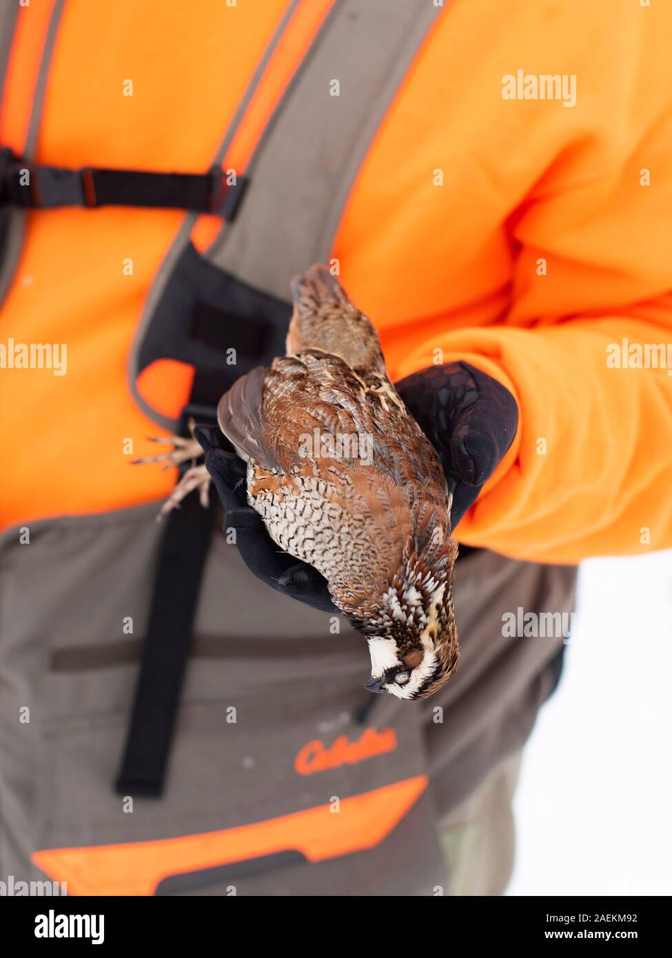 Bobwhite quail covey hi-res stock photography and images - Alamy