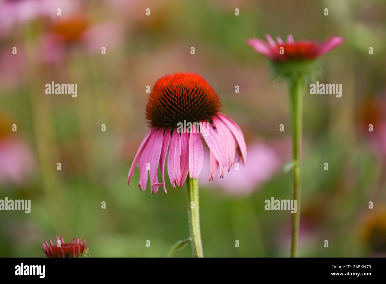 Head from Echinacea Flower in Detail Stock Photo - Alamy