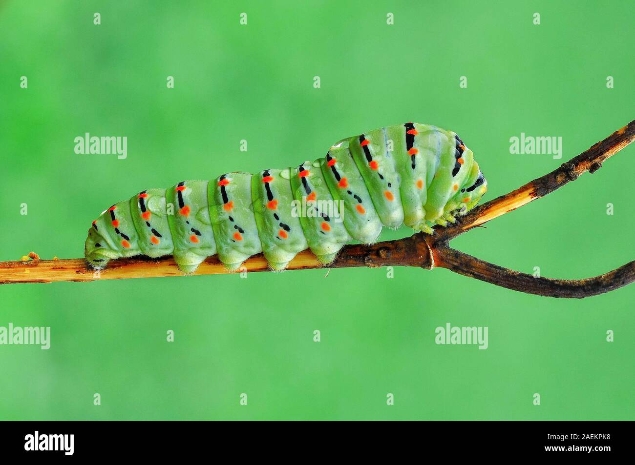 Green Caterpillar High Resolution Stock Photography and Images - Alamy